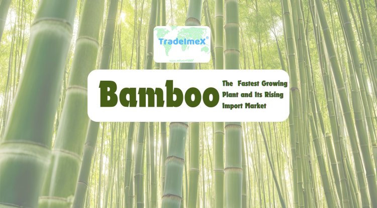 Bamboo: The Fastest Growing Plant and Its Rising Import Market ...